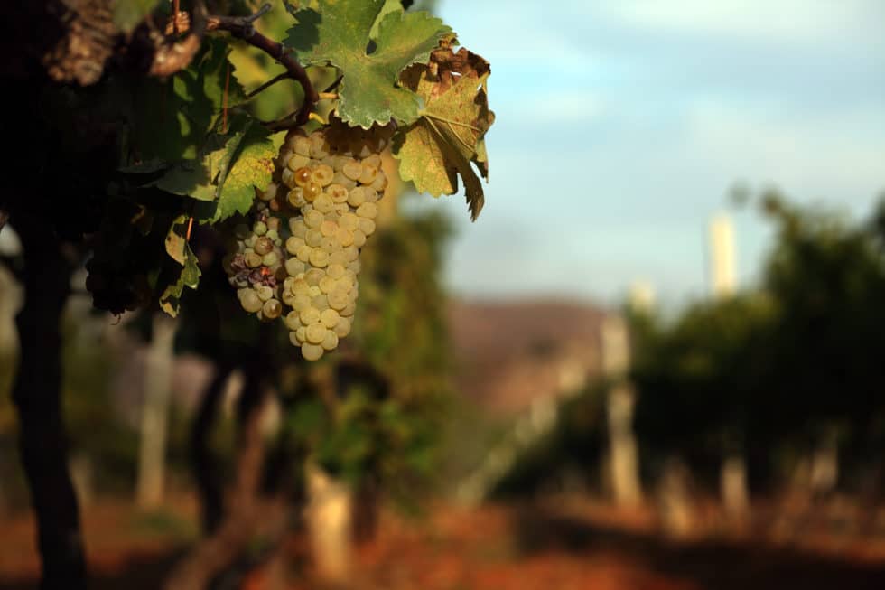 Grover Zampa Vineyards | The Best Address